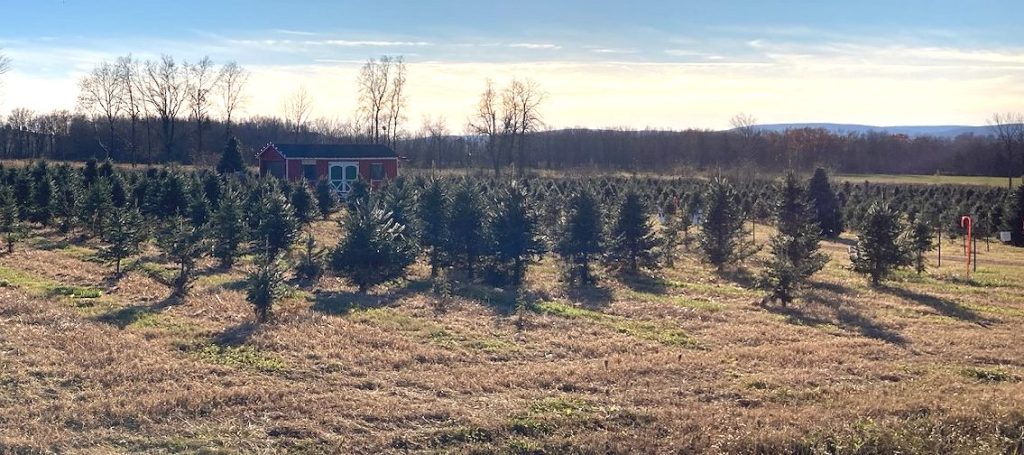 Christmas Tree Farms in Rochester and the Finger Lakes – You-cut and ...