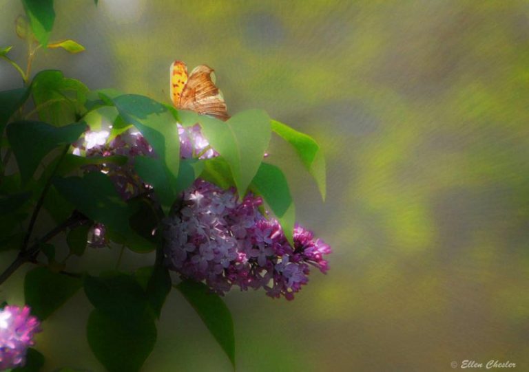 2026 Rochester & Finger Lakes, Buffalo & WNY Spring Events and Festivals